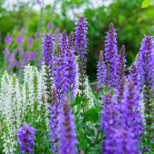 J. Parker's - Garden Plants & Bulbs