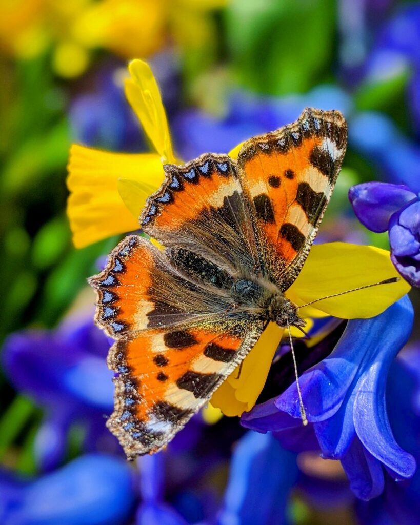 Parkers Pollinator Count Winner - JParkers