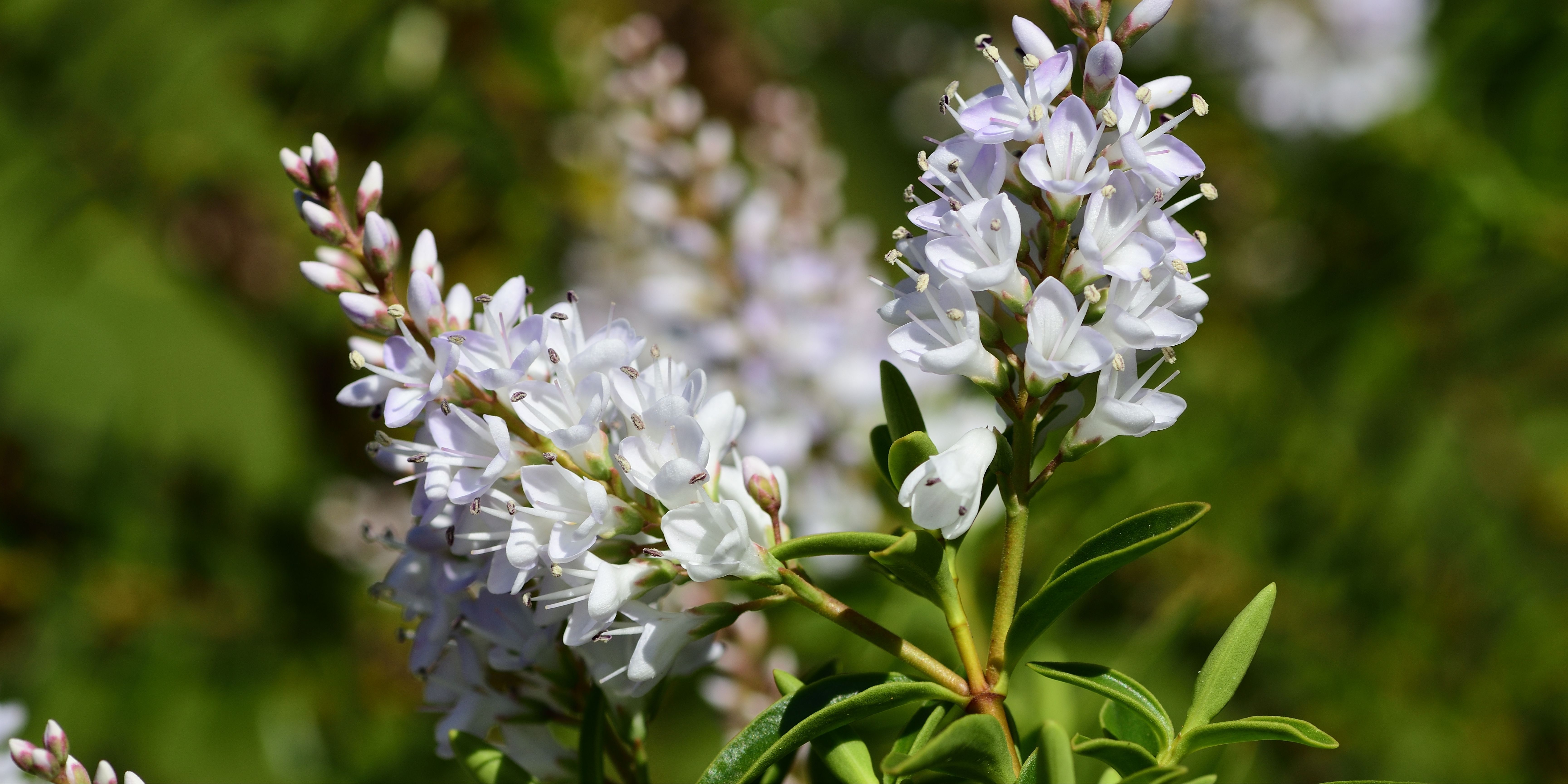 Our Favourite Hebe Varieties - JParkers