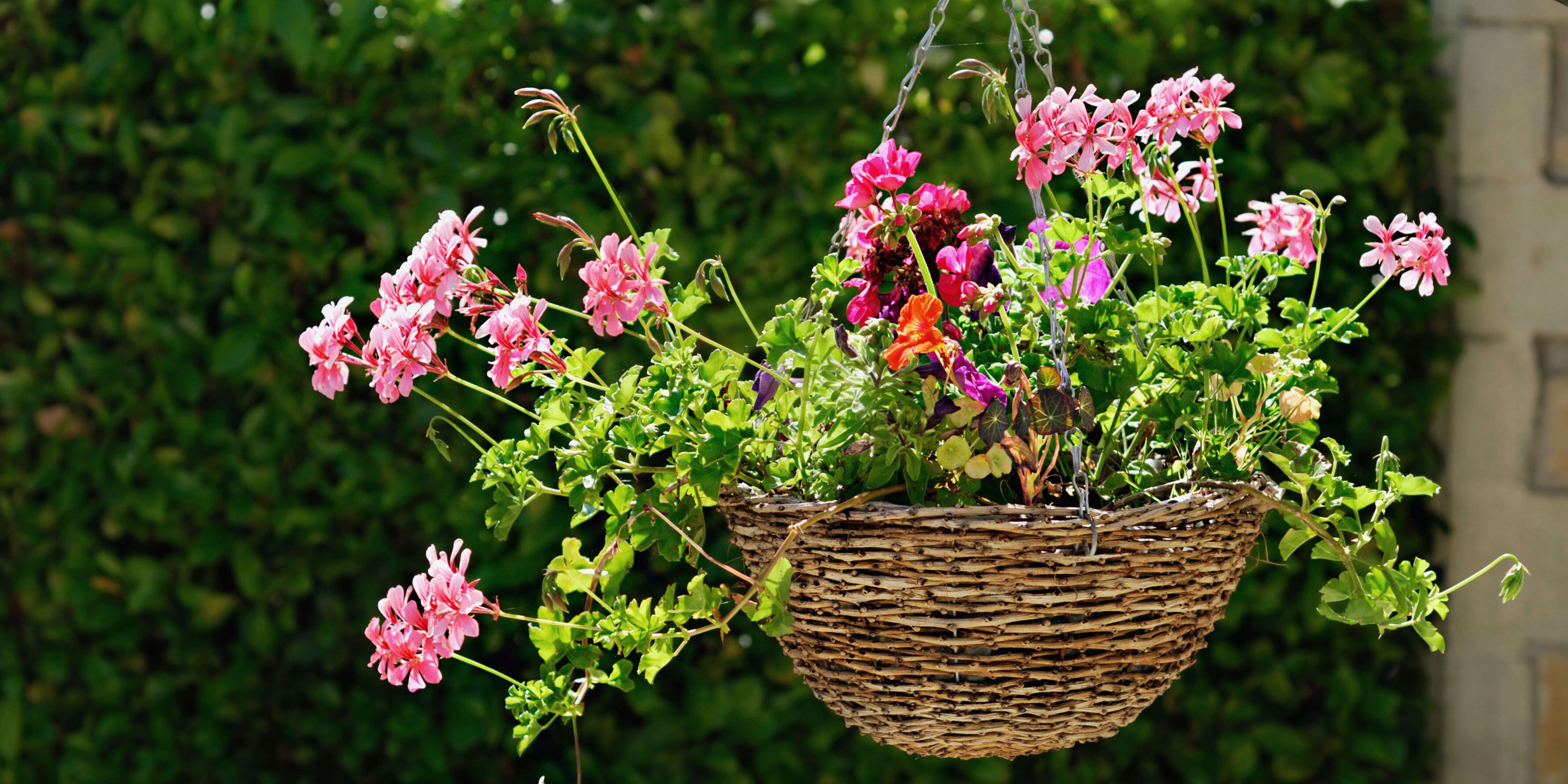 Plants for hanging baskets - JParkers