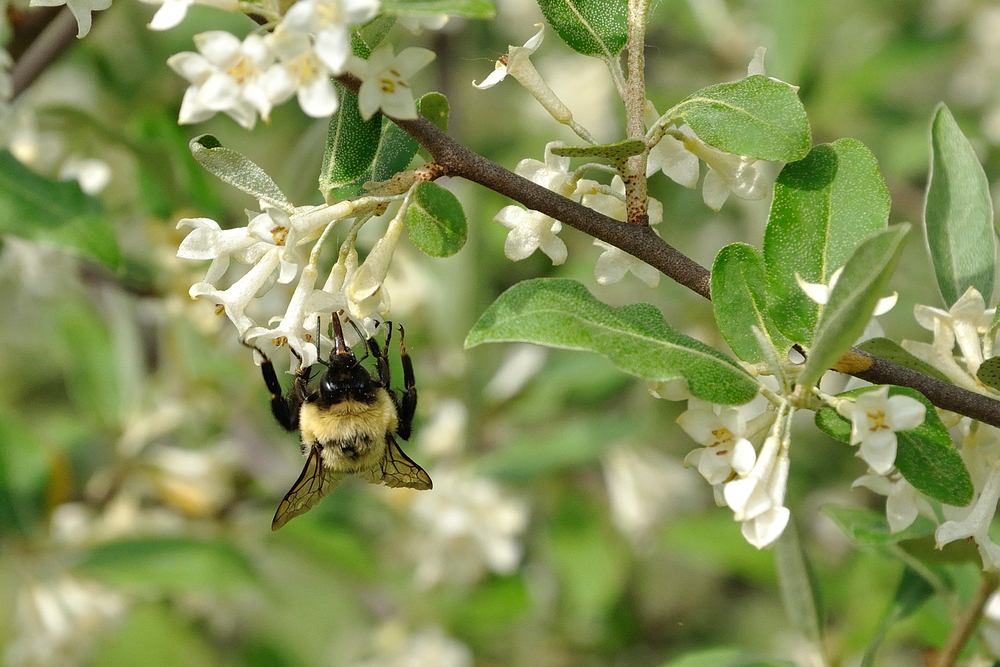 What is cross-pollination - JParkers