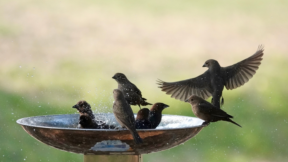 How to help wildlife in the hot weather - JParkers
