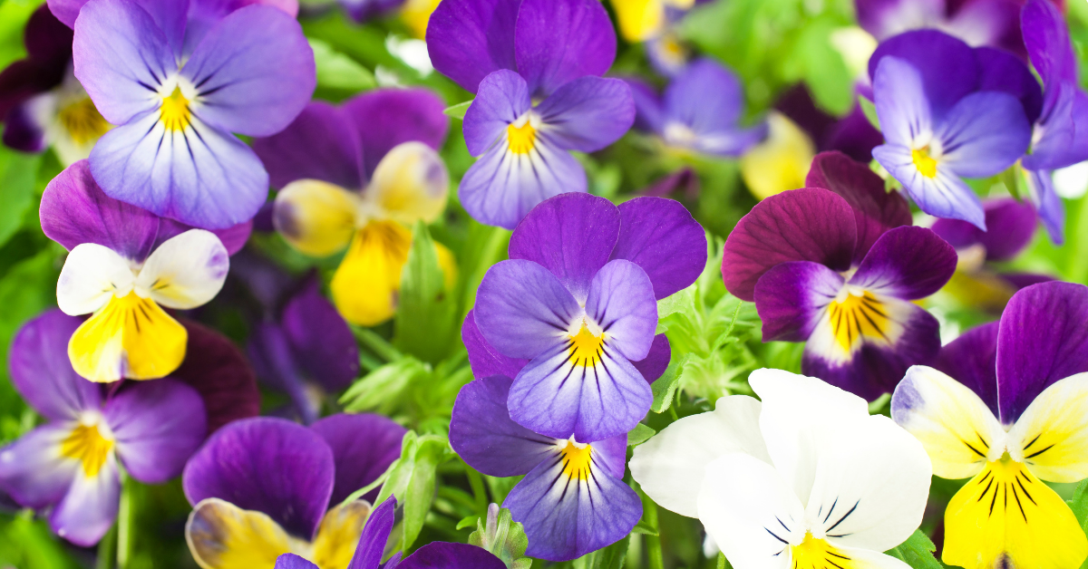 How to Plant Pansies - JParkers