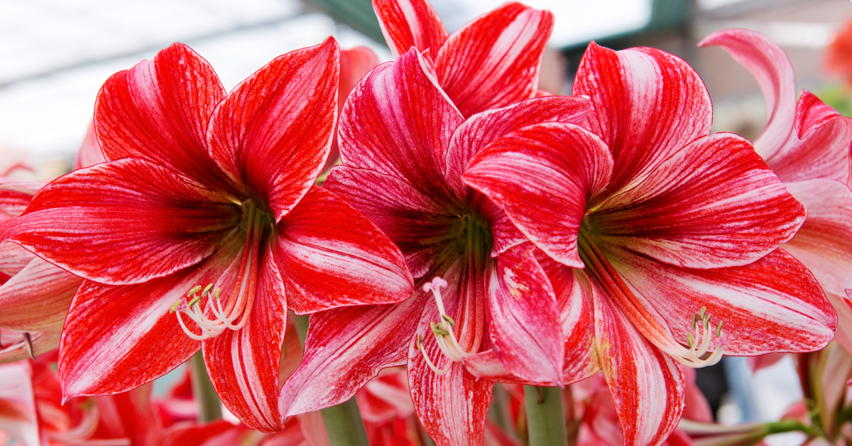 How to Grow Indoor Amaryllis - JParkers