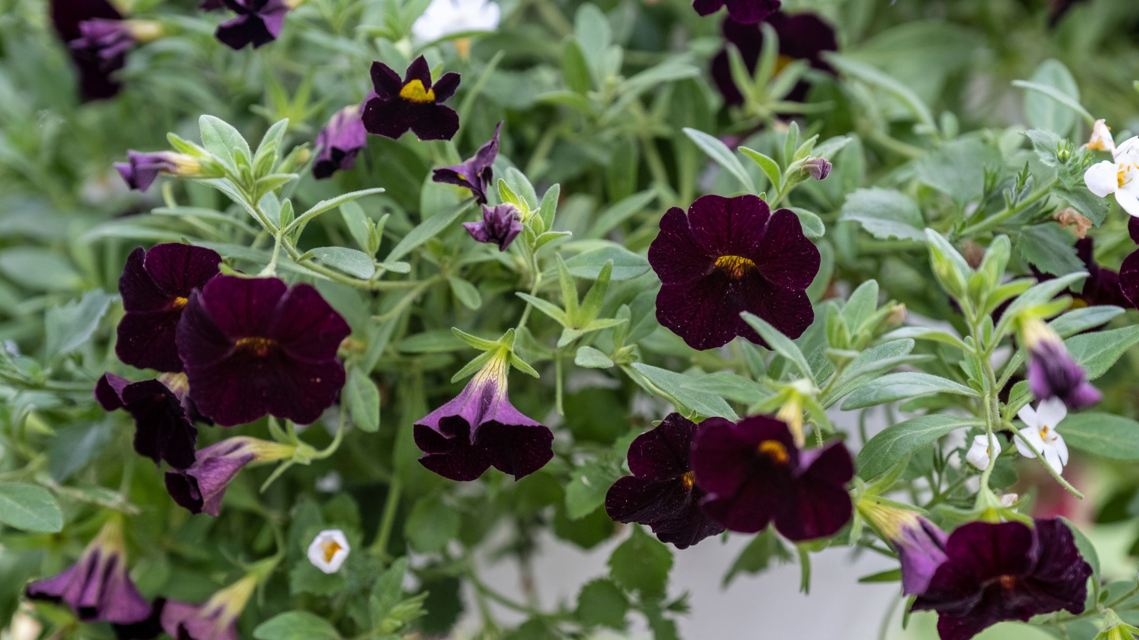 Our Top 10 Calibrachoas (Million Bells) - JParkers