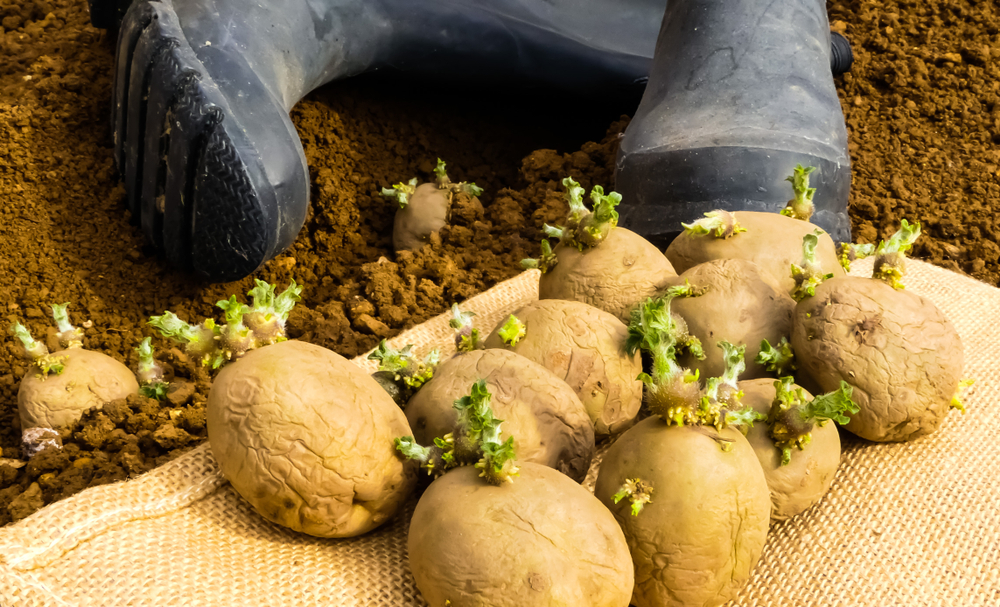How to Chit Potatoes - Gardening for Beginners - JParkers