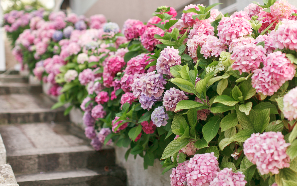 Choose the Best Hydrangeas for Your Garden - JParkers