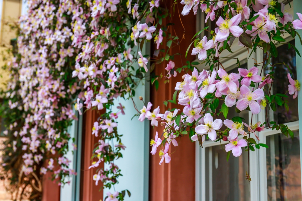 Shade Loving Climbers for Your Garden - JParkers