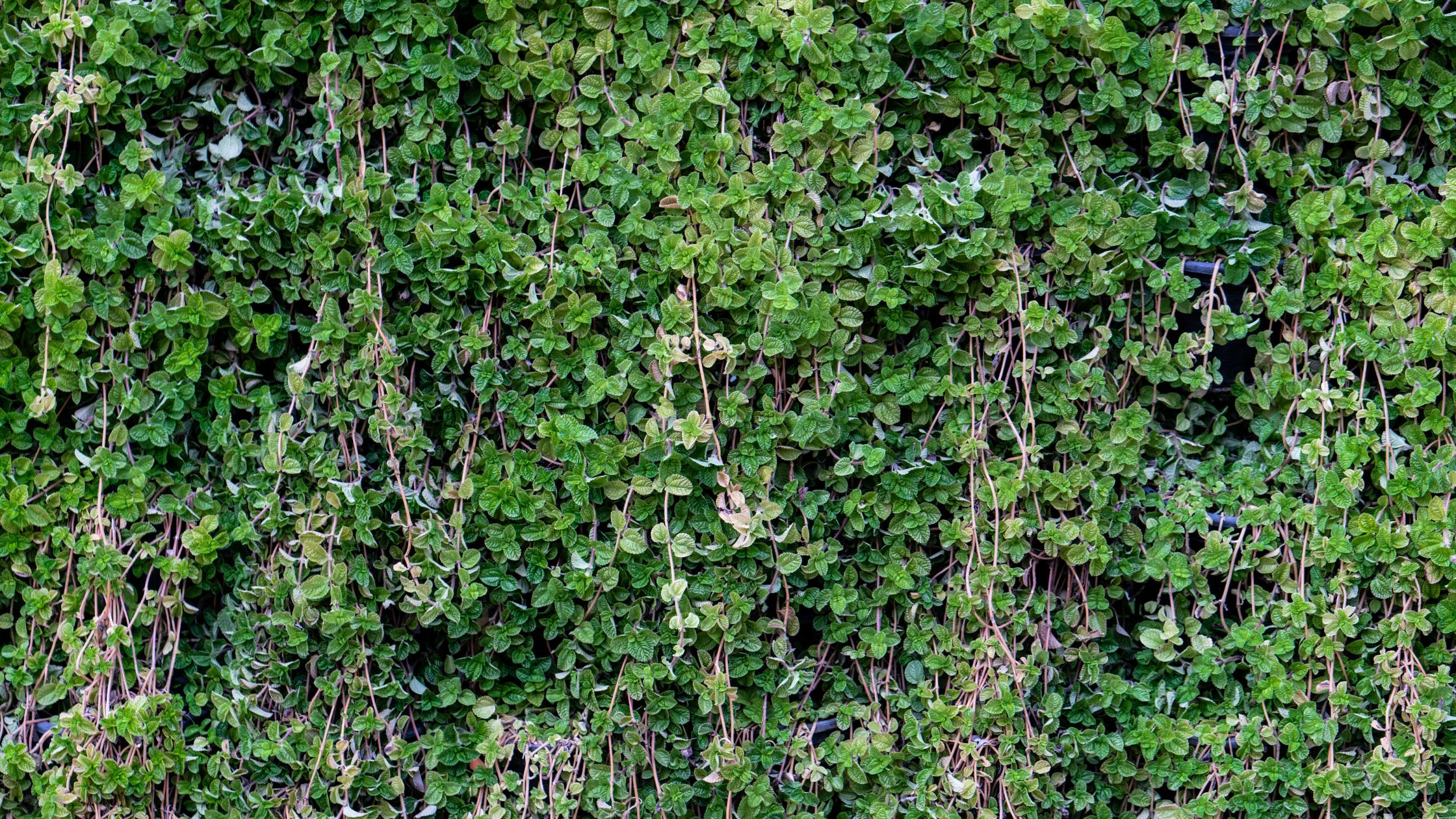 Climbers Plants Examples