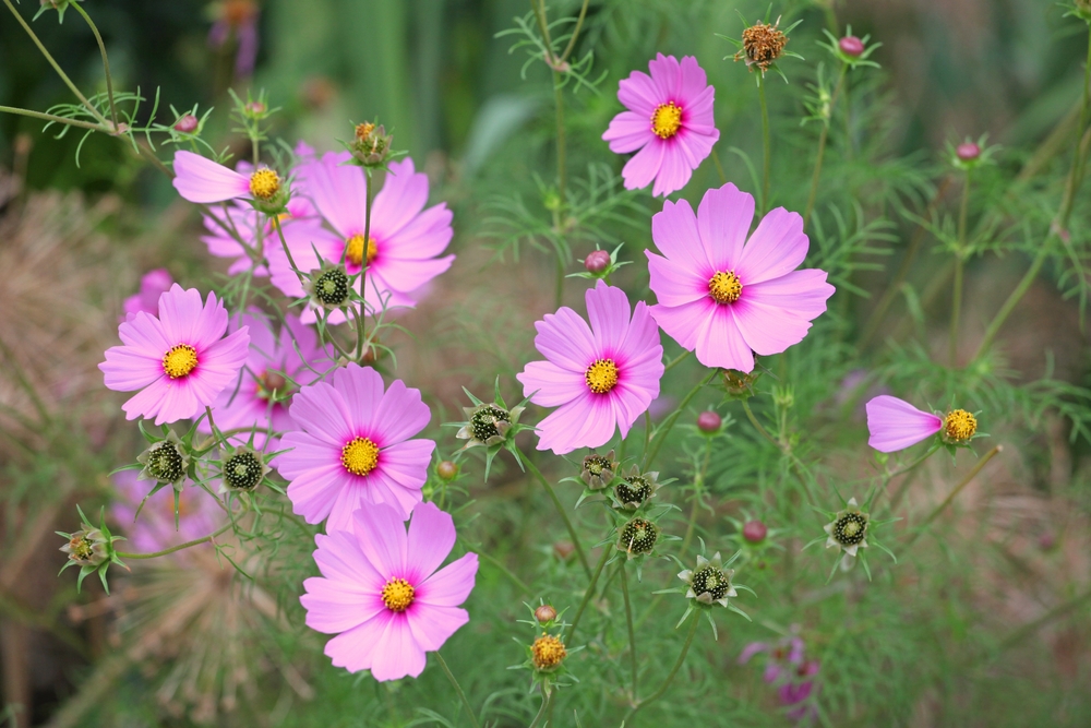 Easy Flowers to Grow from Seeds - JParkers Easy Flowers to Grow from Seeds - JParkers