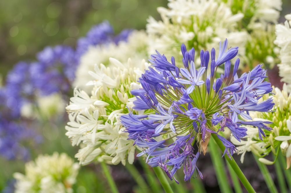 Drought Resistant Plants for Your Garden JParkers