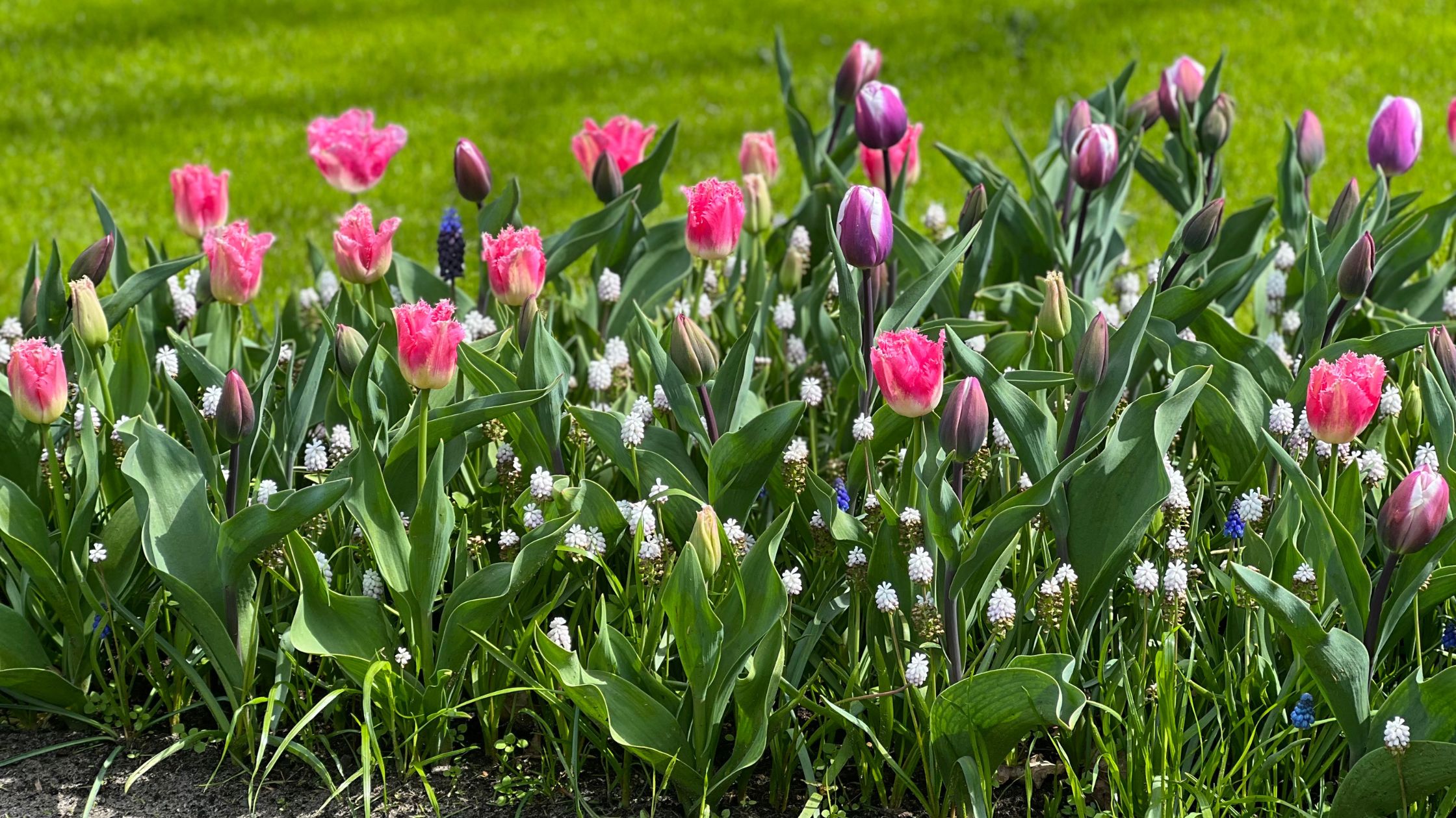 Tulip Trends & Inspiration - JParkers