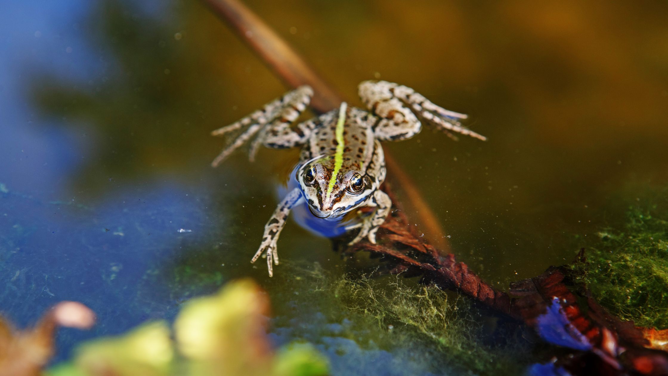 The Mini Pond Trend That’s Sweeping the Gardening World - JParkers