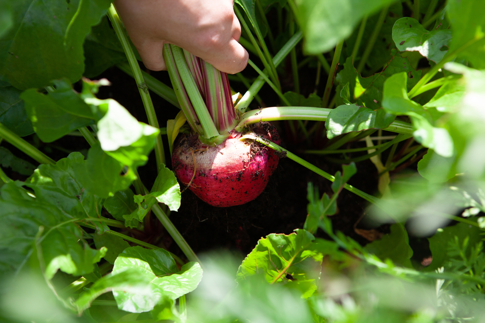 Vegetable Seeds to Sow in Summer - JParkers