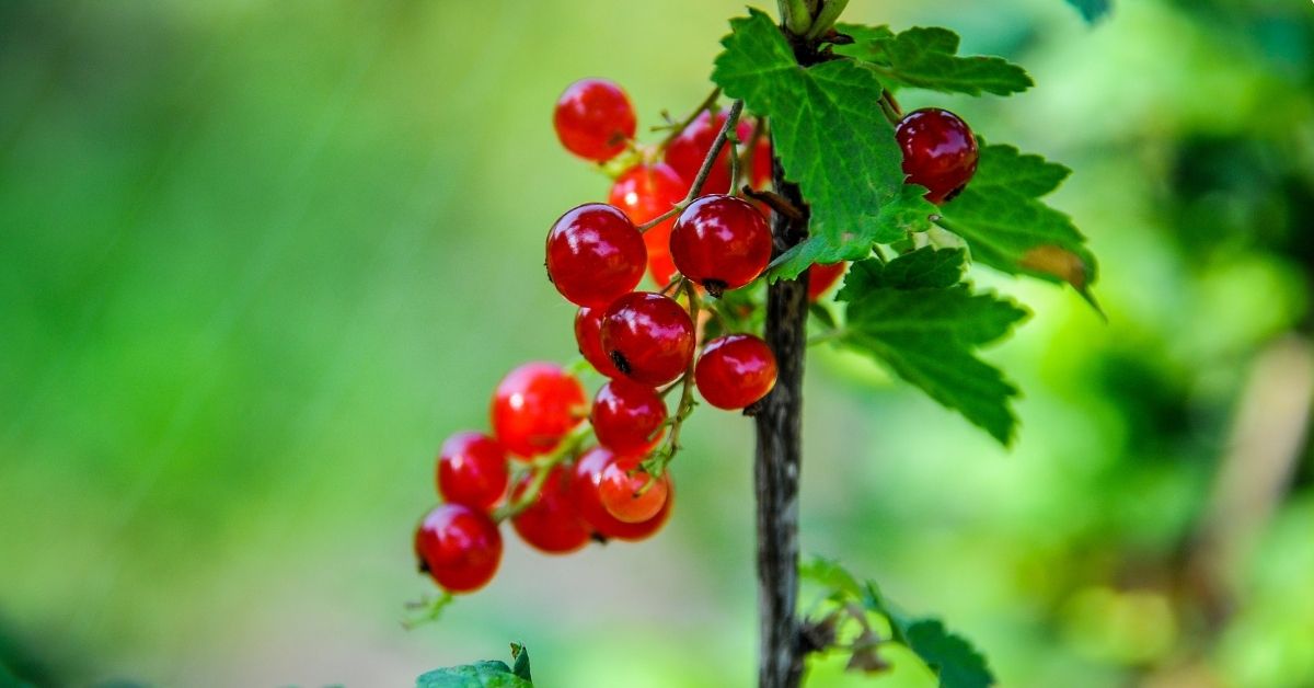 How to Plant Currants - JParkers