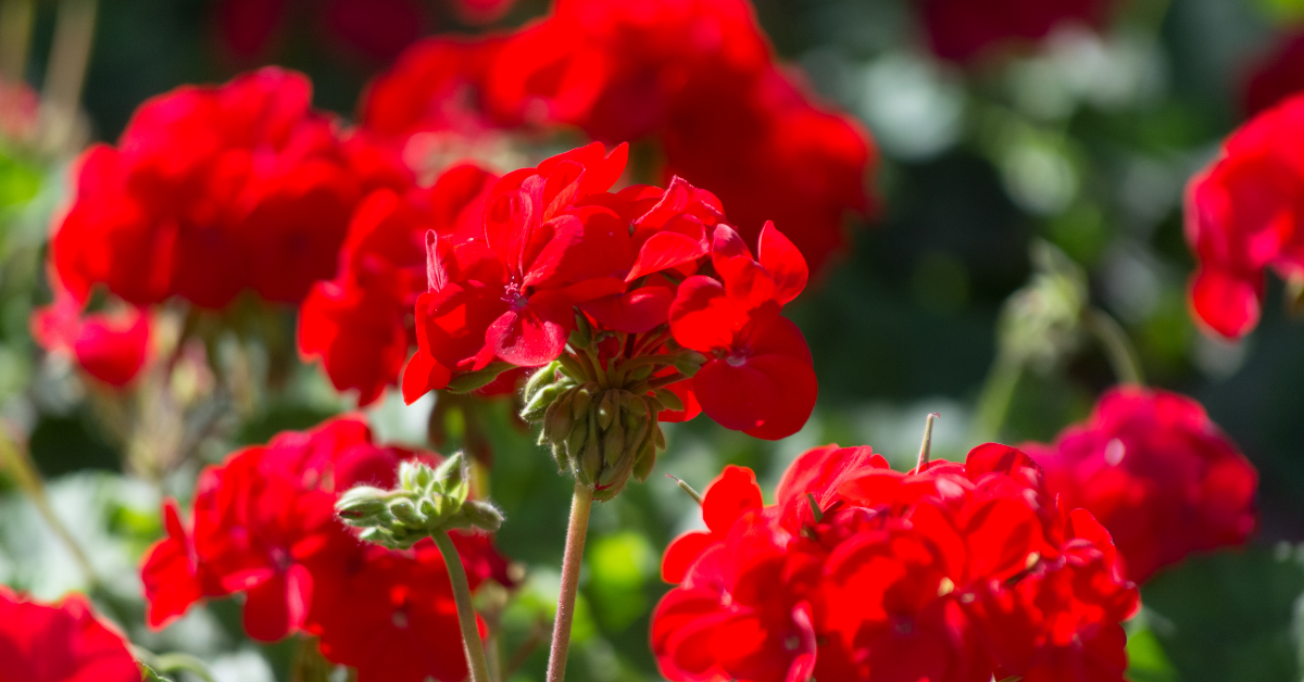 How to Plant: Summer Geranium Bedding - JParkers