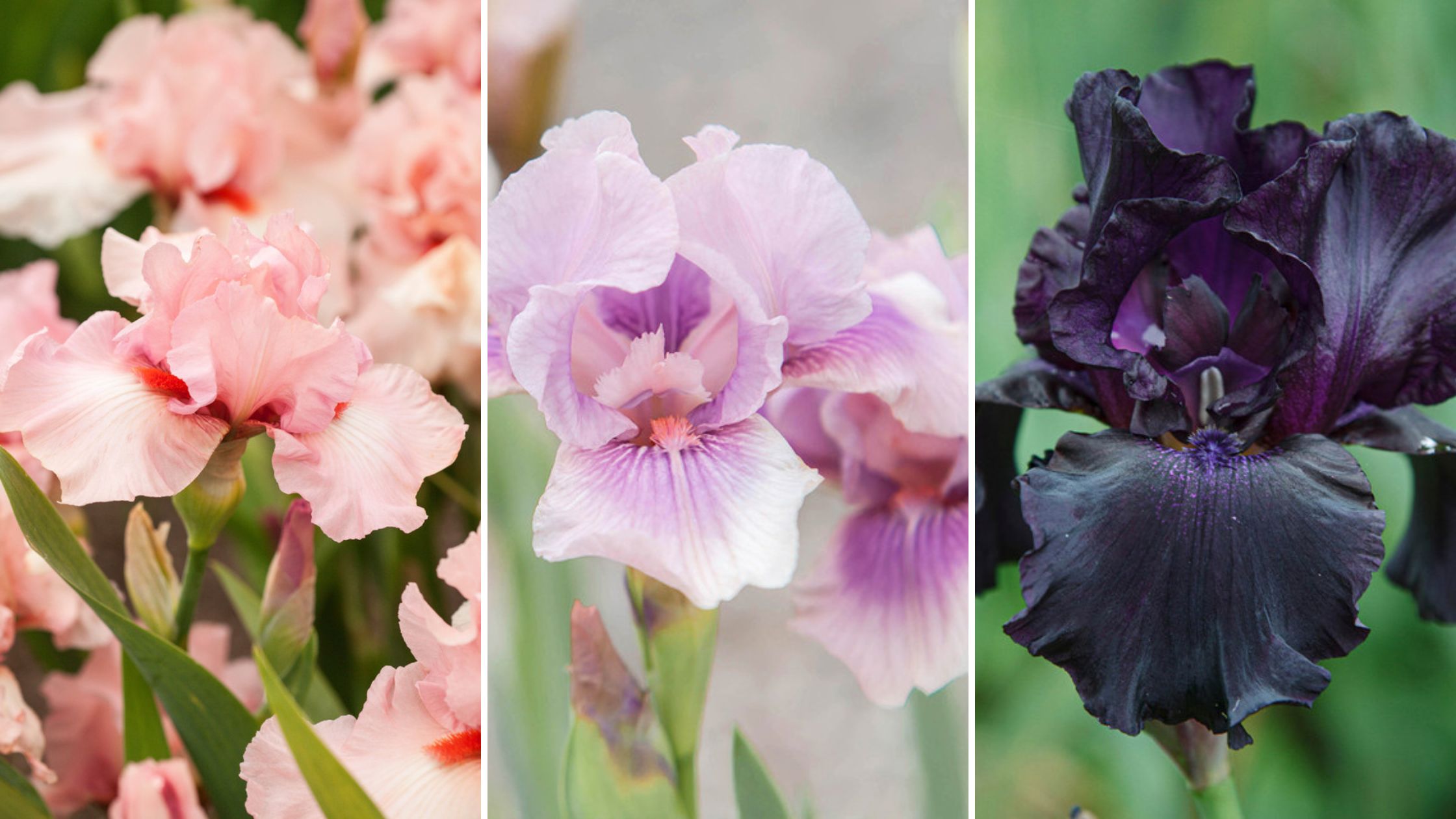 Summer Flowering Iris - Our Favourite Varieties - JParkers