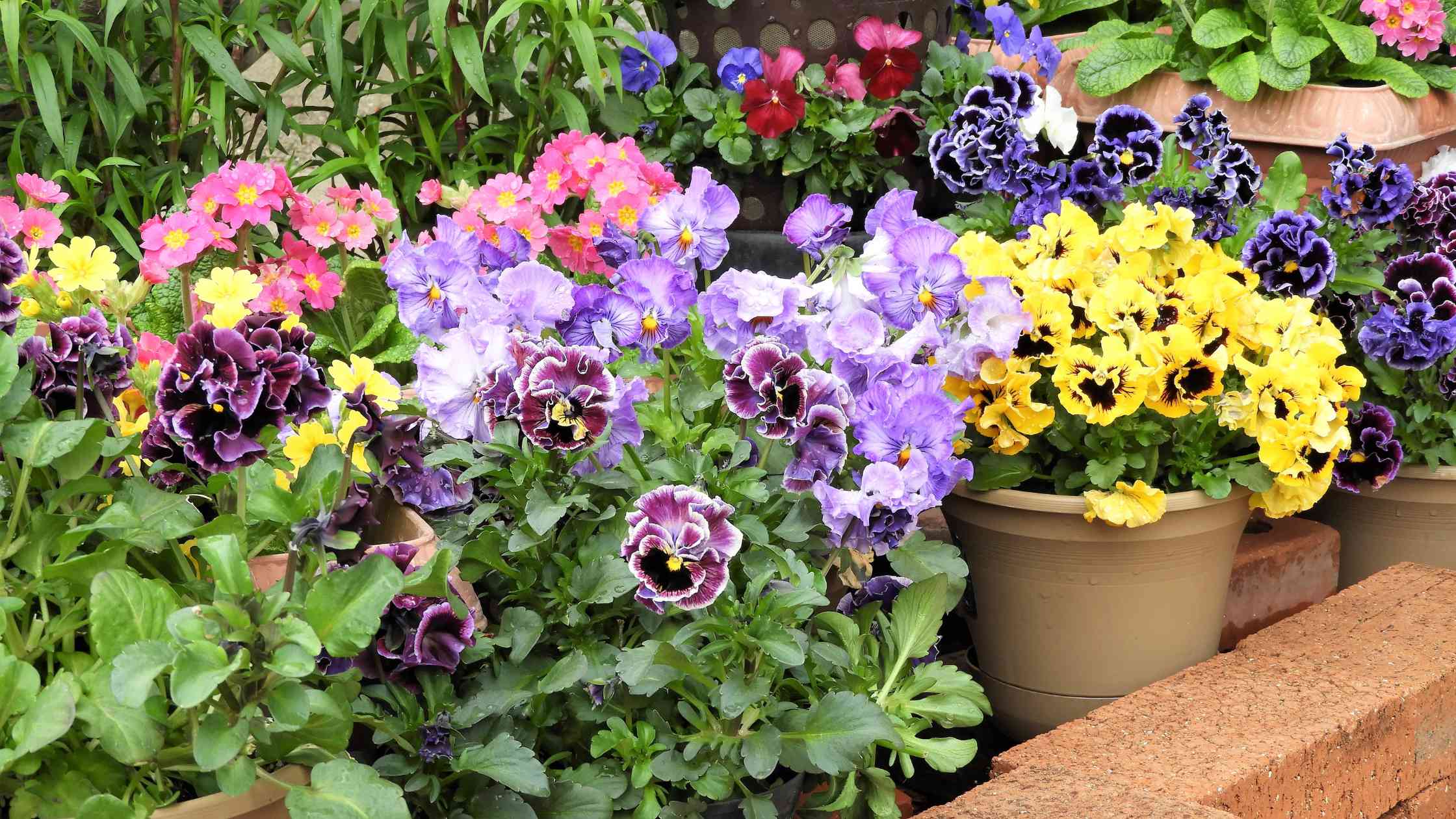 Top 5 Annual Plants for Winter and Spring - JParkers