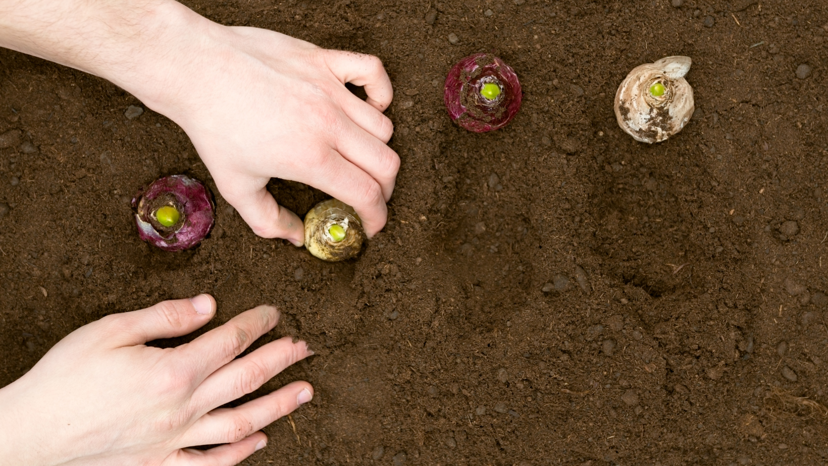 Gardening for Beginners: How to Plant Bulbs - JParkers