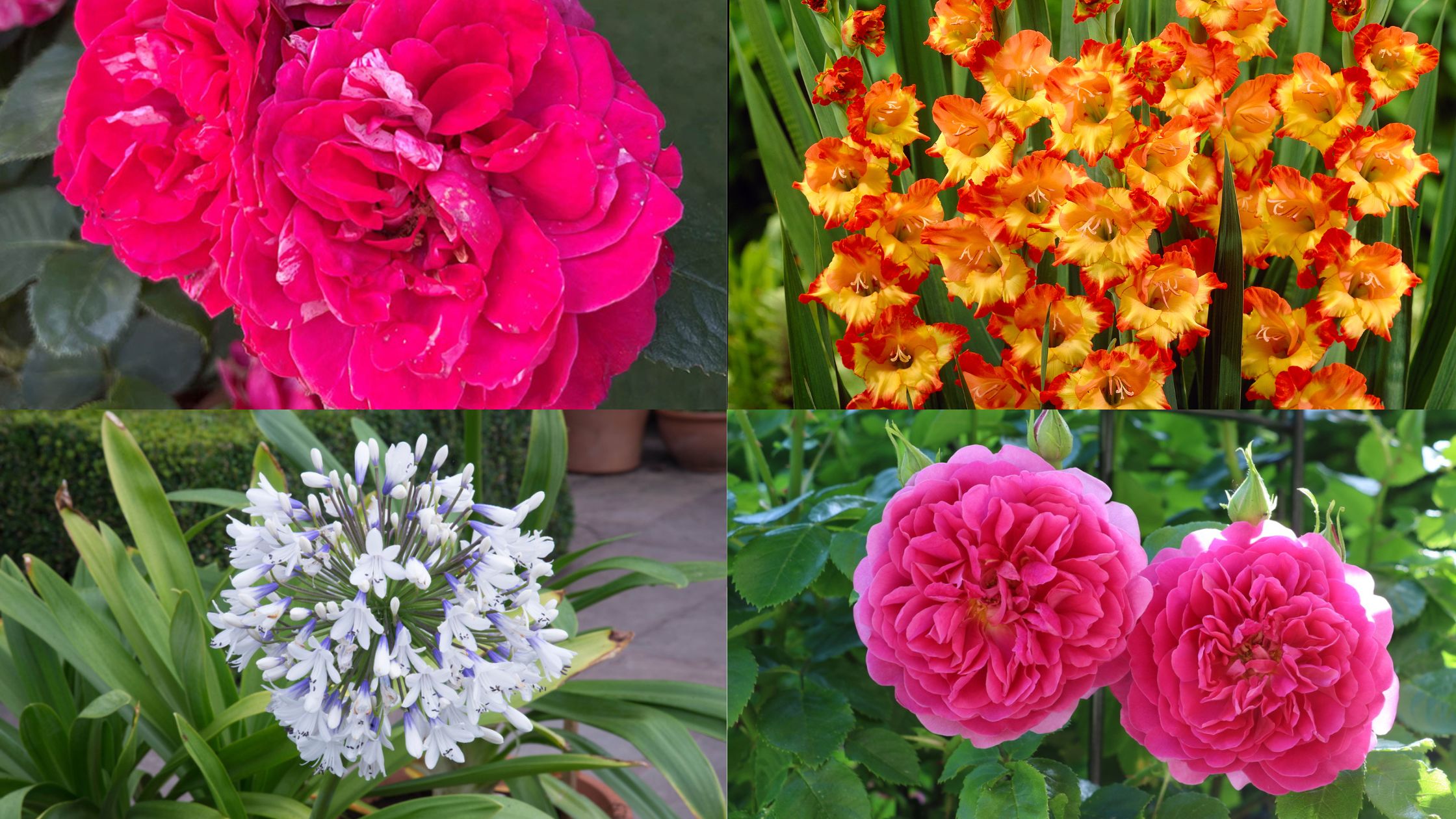 Summer Colour, Coronation Style – Plants Named After the Royal Family ...