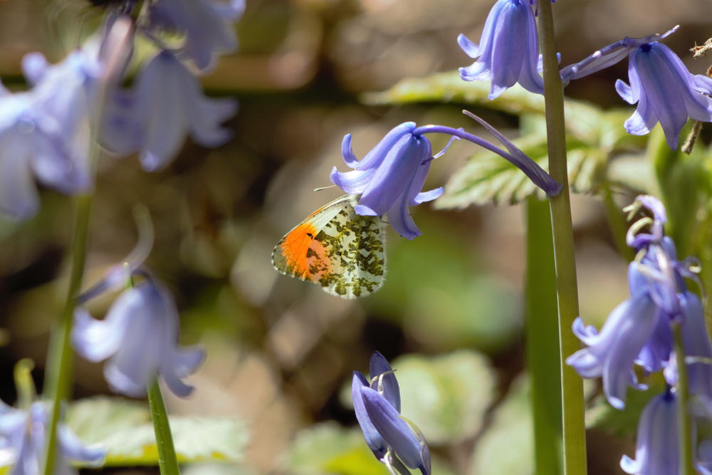 RHS Award-Winning Blue Spring Bulbs - JParkers