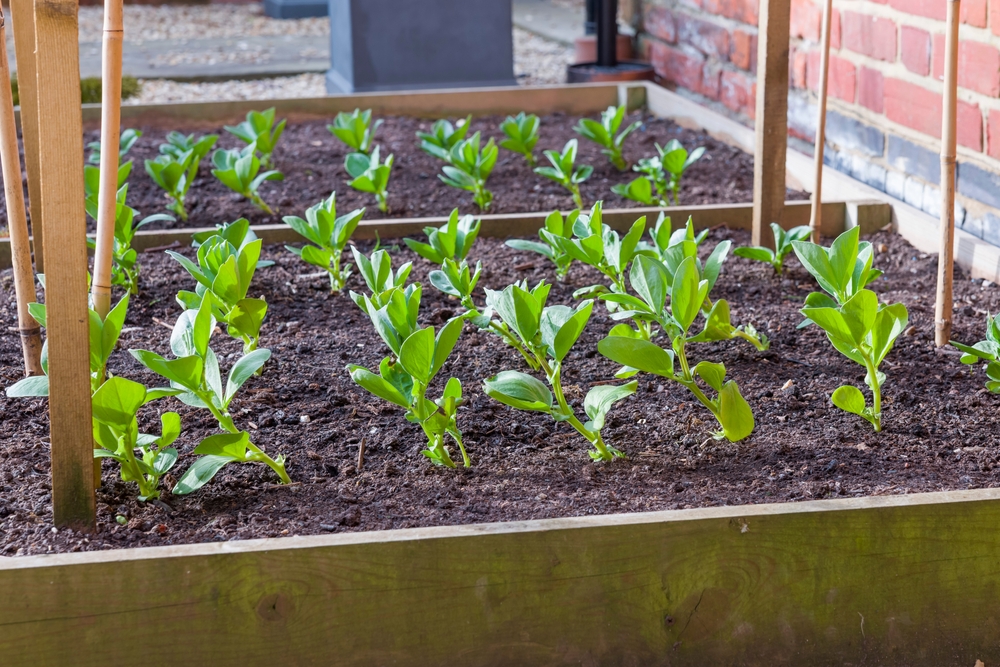 Vegetable Seeds to Sow in Summer - JParkers