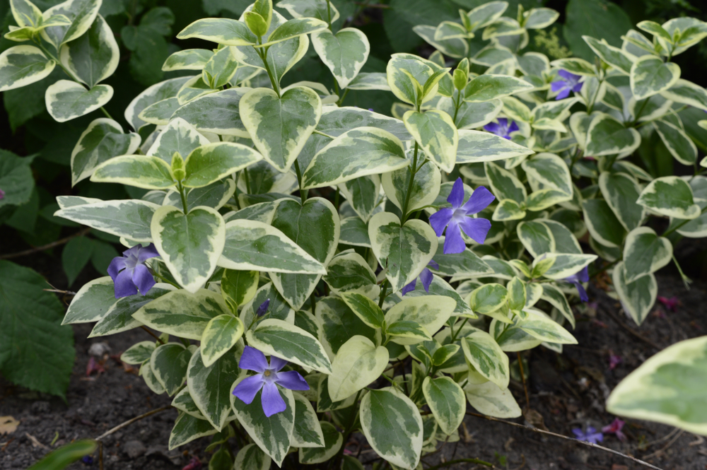 Shade-Loving Plants for the Garden - JParkers