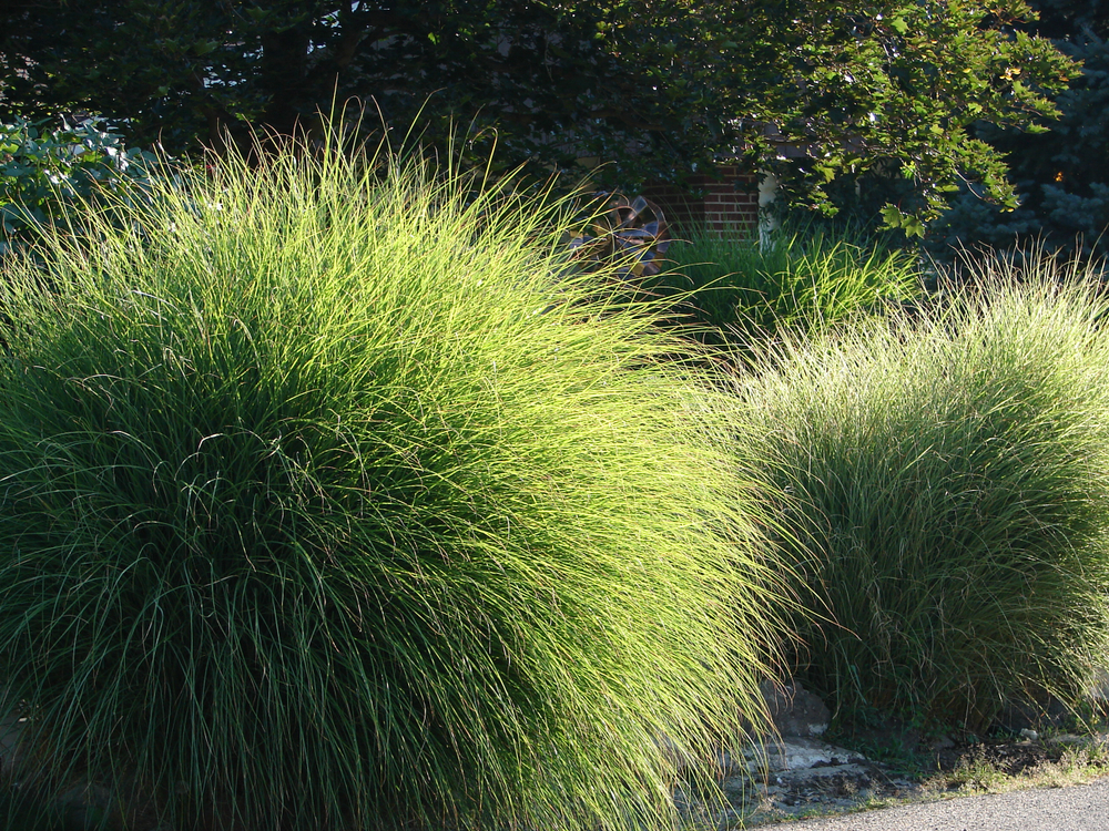 What to Plant Around a Fire Pit - JParkers