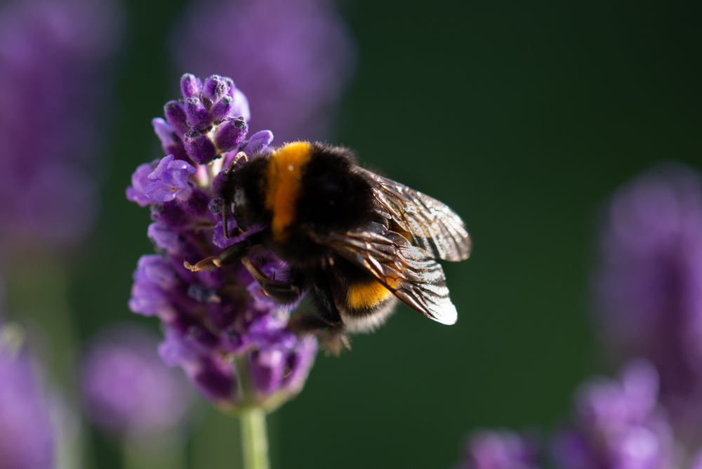 Perfect Plants for Pollinators - JParkers