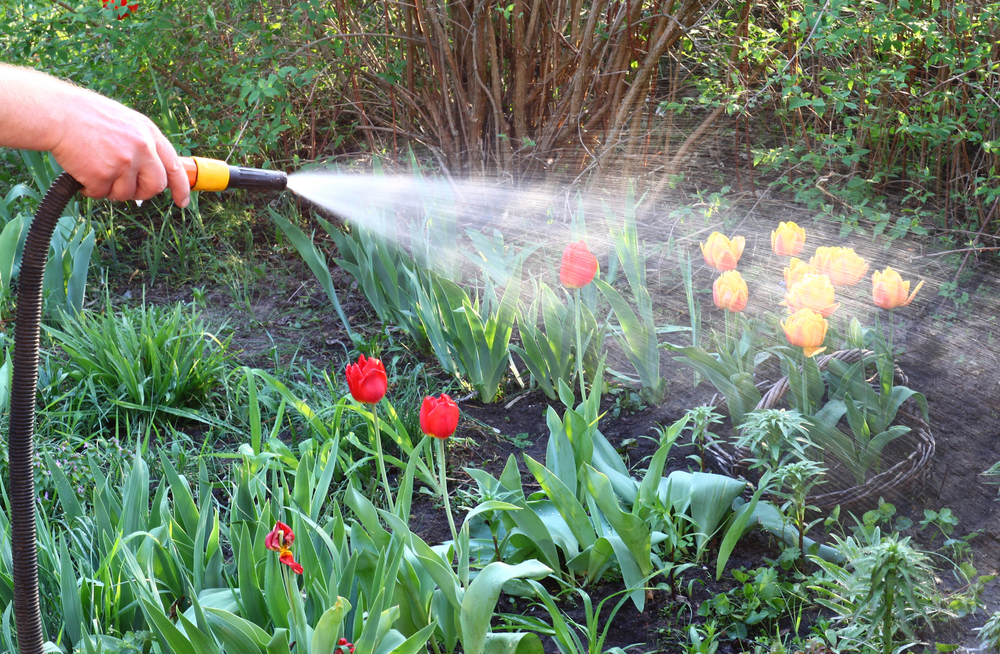 How to Maintain a Spring Display - JParkers