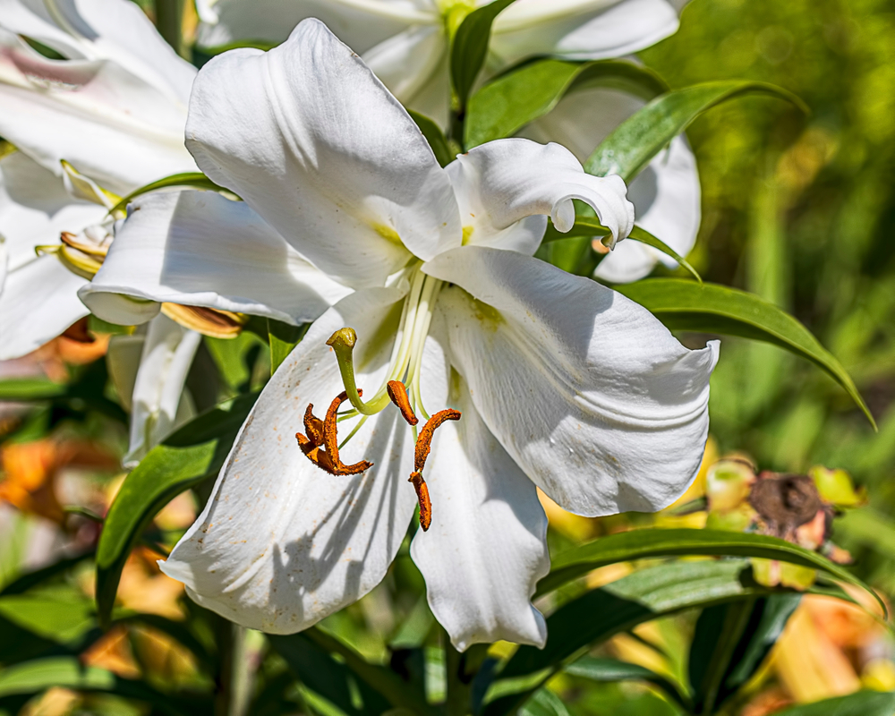 Our Favourite Lilies for Summer Displays - JParkers
