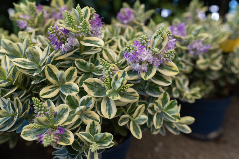 What to Plant Around a Fire Pit - JParkers