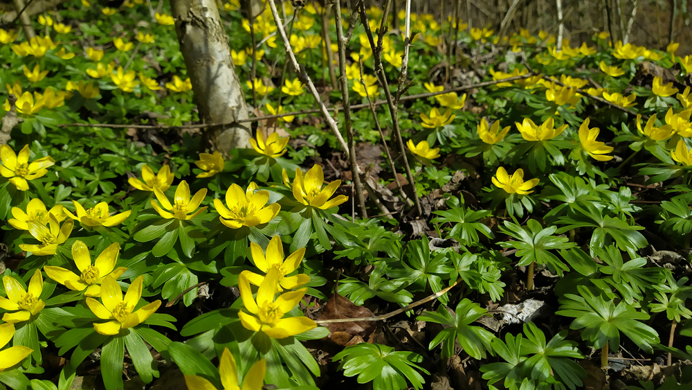 What Flowers in February? - Five Must-See Blooms This Month - JParkers