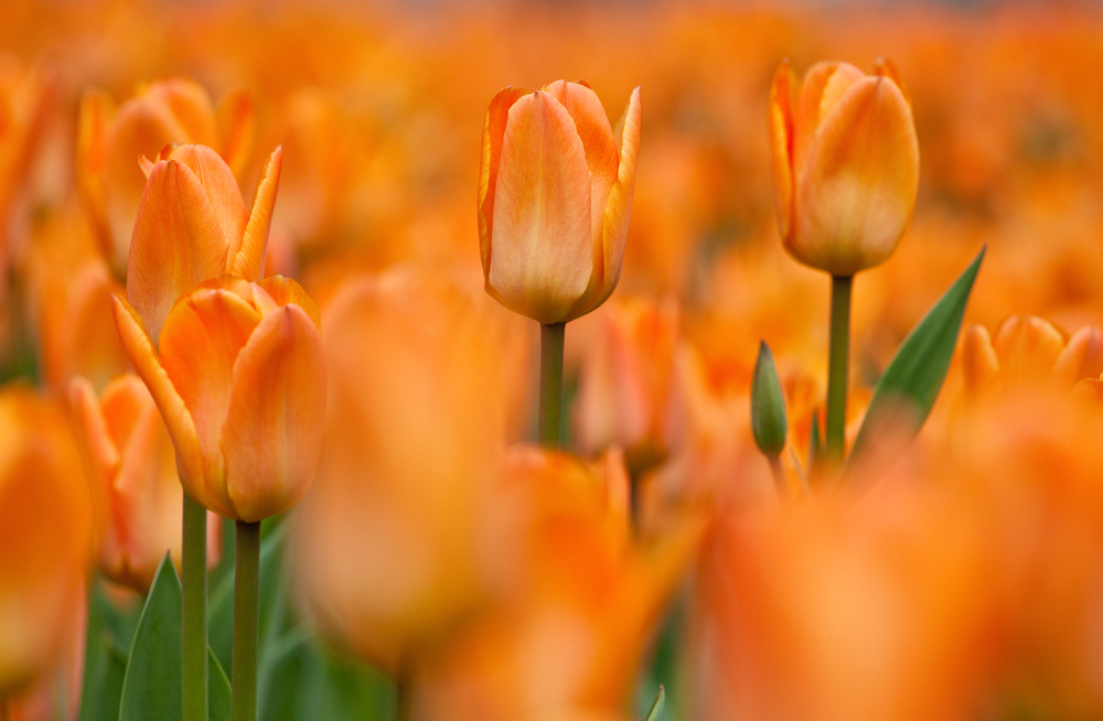 Our Predictions for Spring 2024 - JParkers