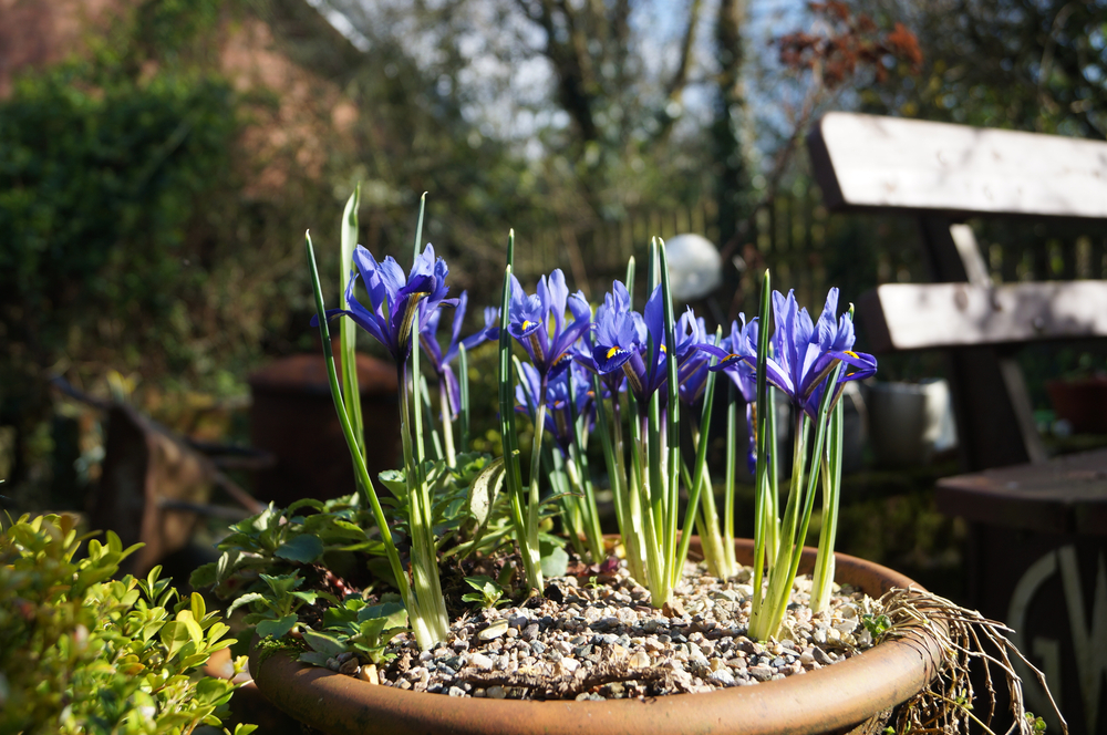 What Flowers in February? - Five Must-See Blooms This Month - JParkers
