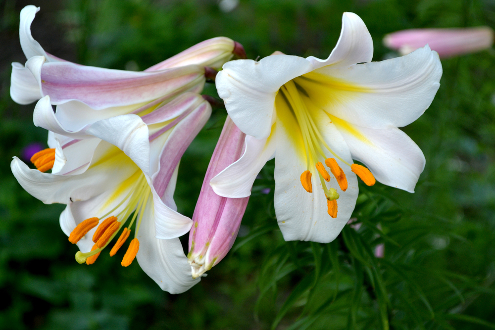 Our Favourite Lilies for Summer Displays - JParkers