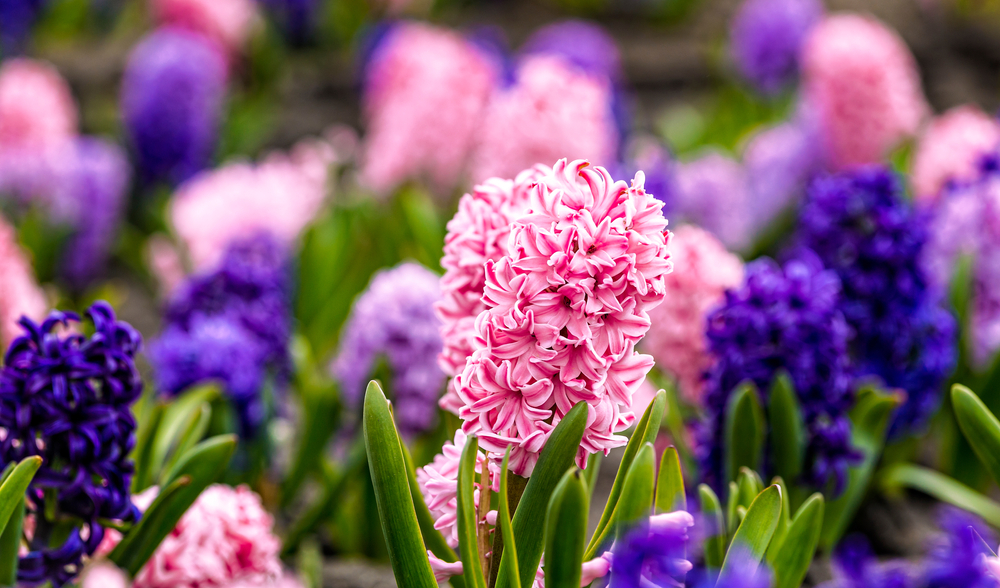 The Best Fragrant Flowers for Spring - JParkers