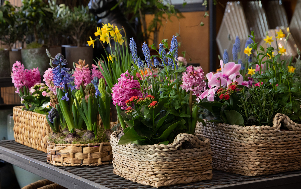 Garden Colour Trends - Perfect for Spring 2023! - JParkers
