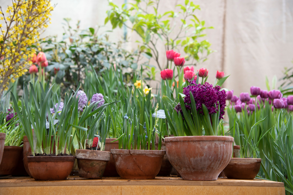 When to Plant Spring-flowering Bulbs - JParkers
