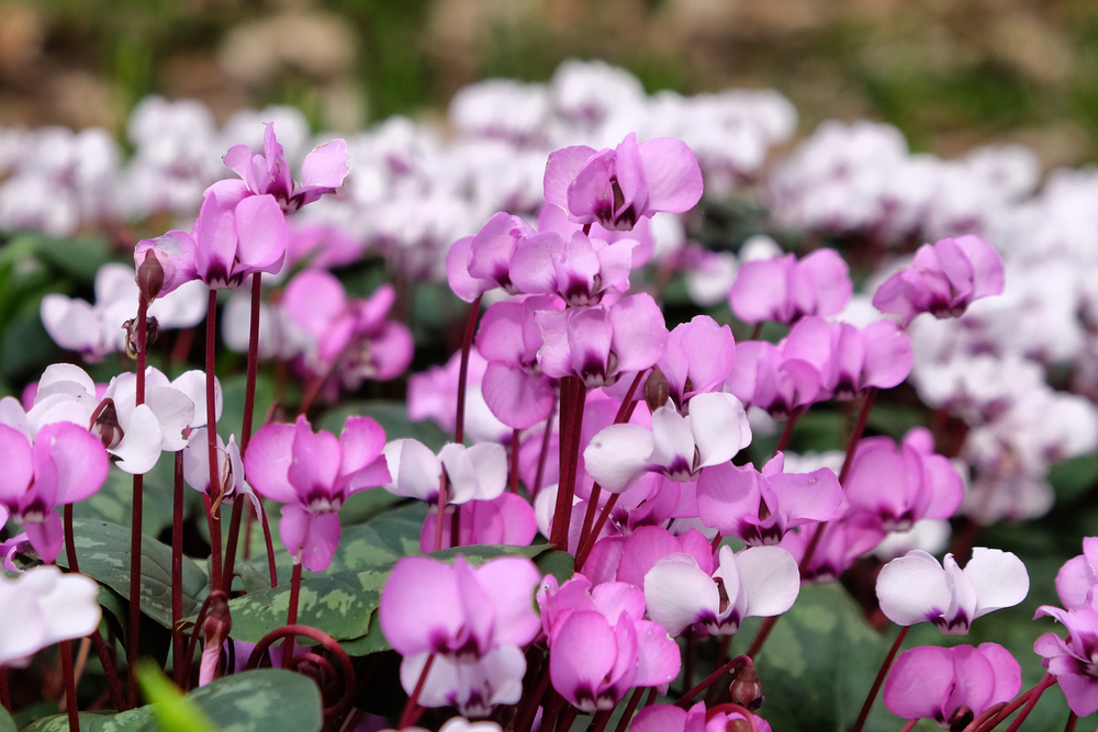 What Flowers in February? - Five Must-See Blooms This Month - JParkers