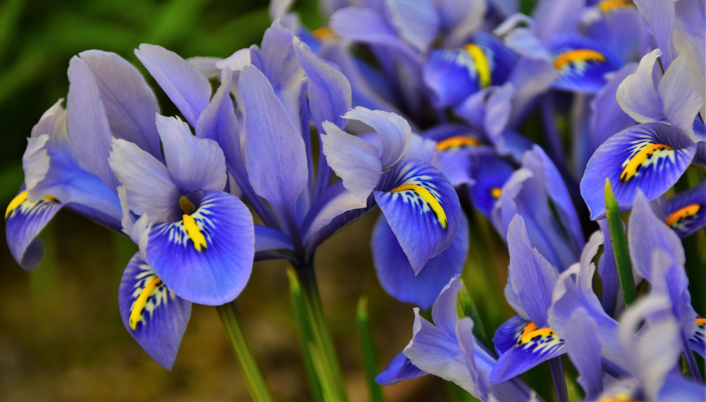 The Best Fragrant Flowers for Spring - JParkers