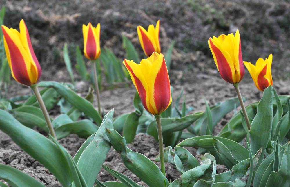 Tulips to Know & Grow This Spring! - JParkers