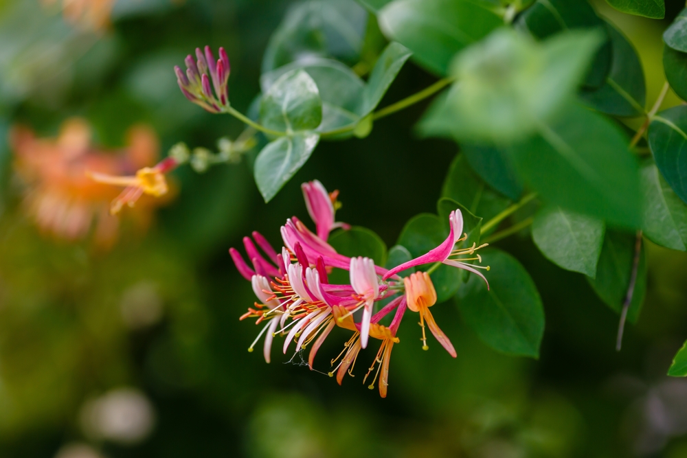 Top 10 Wildlife Shrubs - JParkers