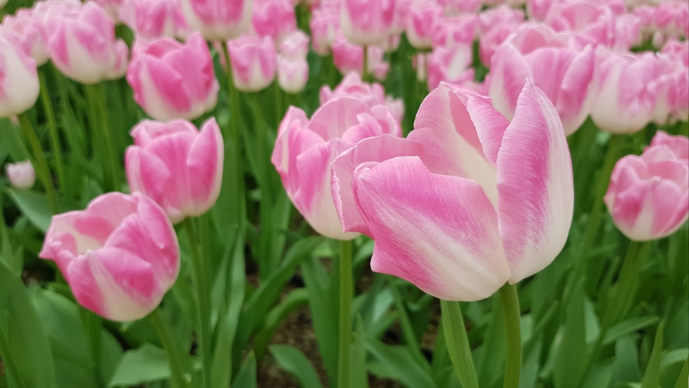 Tulips to Know & Grow This Spring! - JParkers