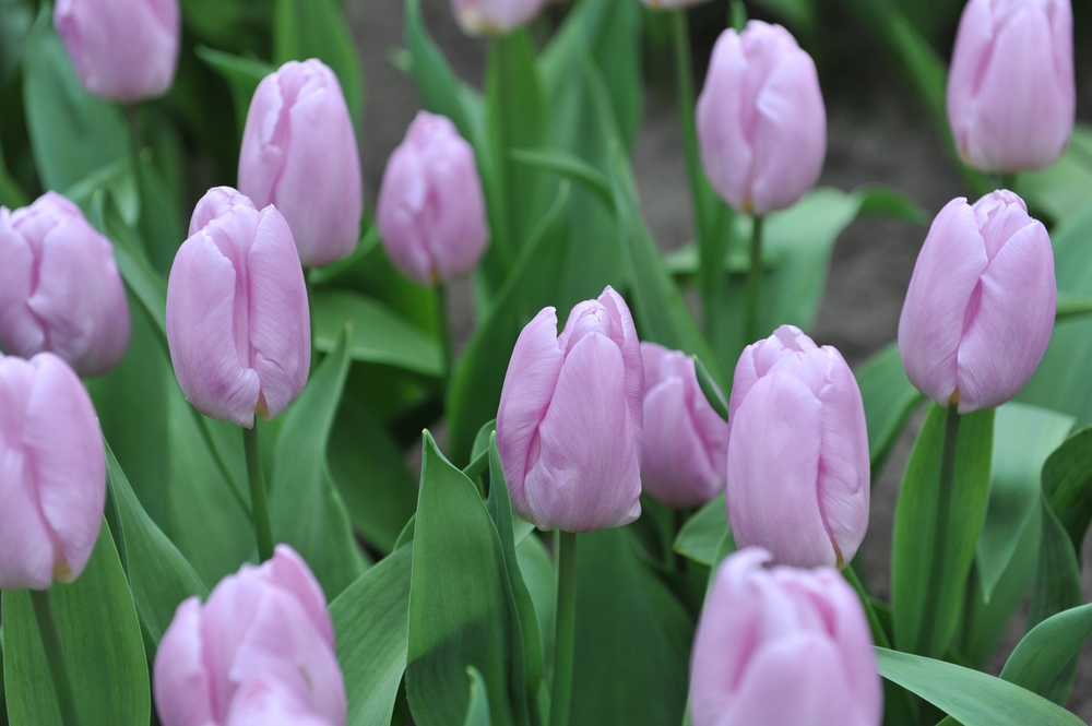 Tulips: Spring Garden Guide - JParkers