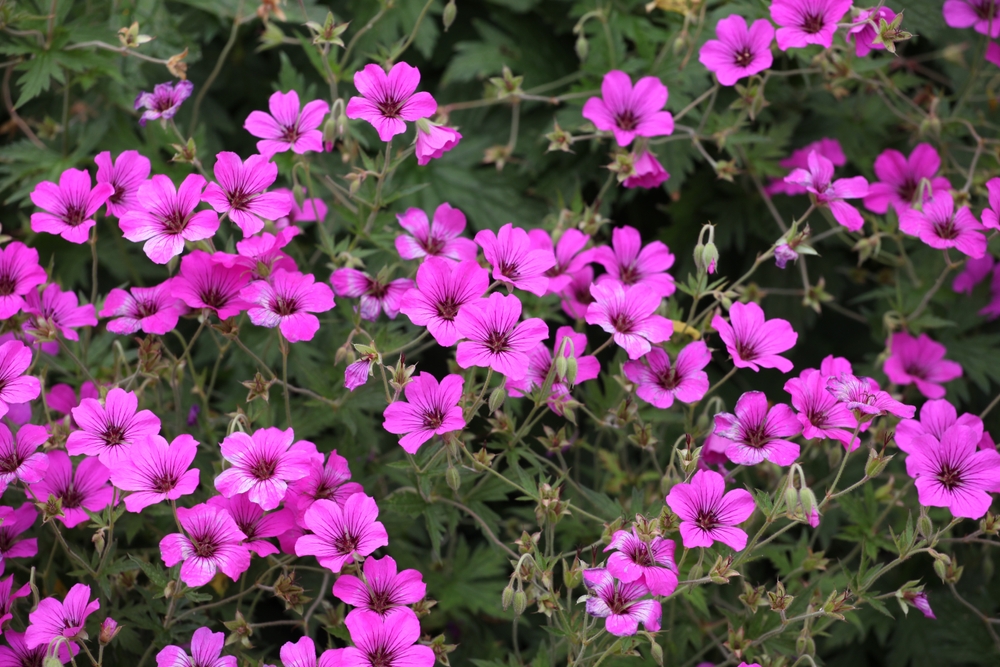 What to Plant With Lilies - Planting Companions - JParkers