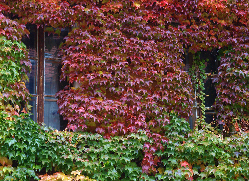 The Best Climbing Plants to Grow This Autumn - JParkers