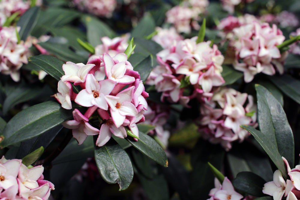 The Best Fragrant Flowers for Spring - JParkers