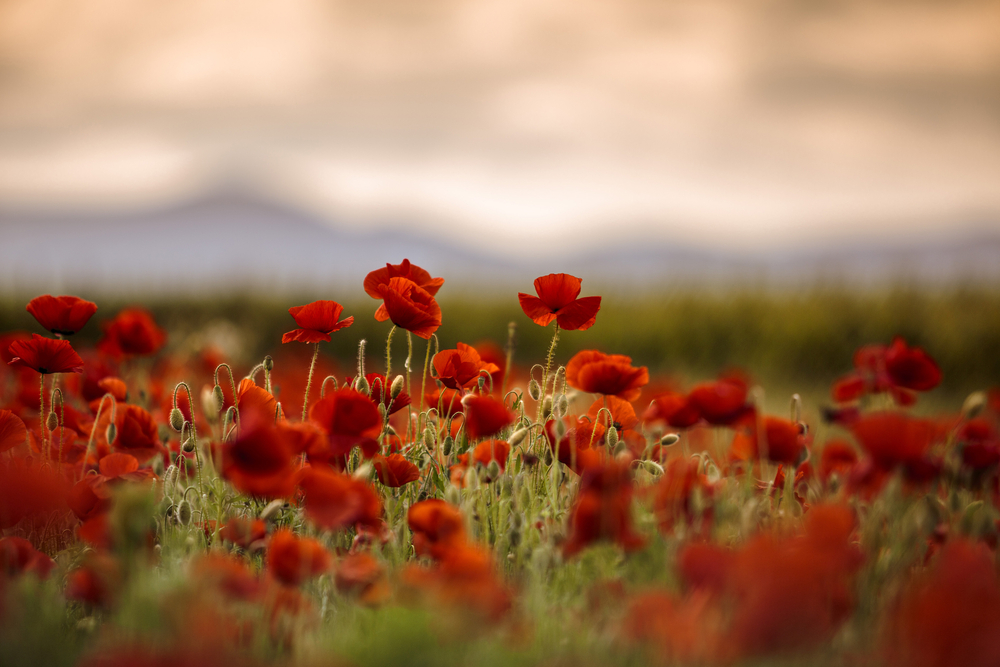 History of the Poppy Appeal - A Symbol of Remembrance - JParkers