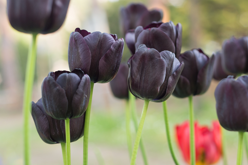 Tulips: Spring Garden Guide - JParkers